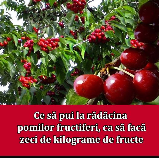 🍏 Secretul unei recolte bogate: ce să pui la rădăcina pomilor ...
