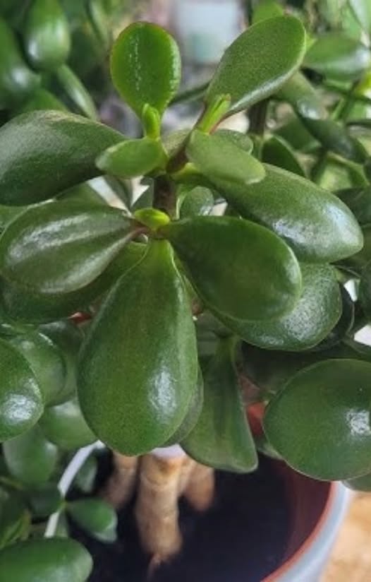 Locul ideal pentru planta care aduce succes si abundenta financiara ...