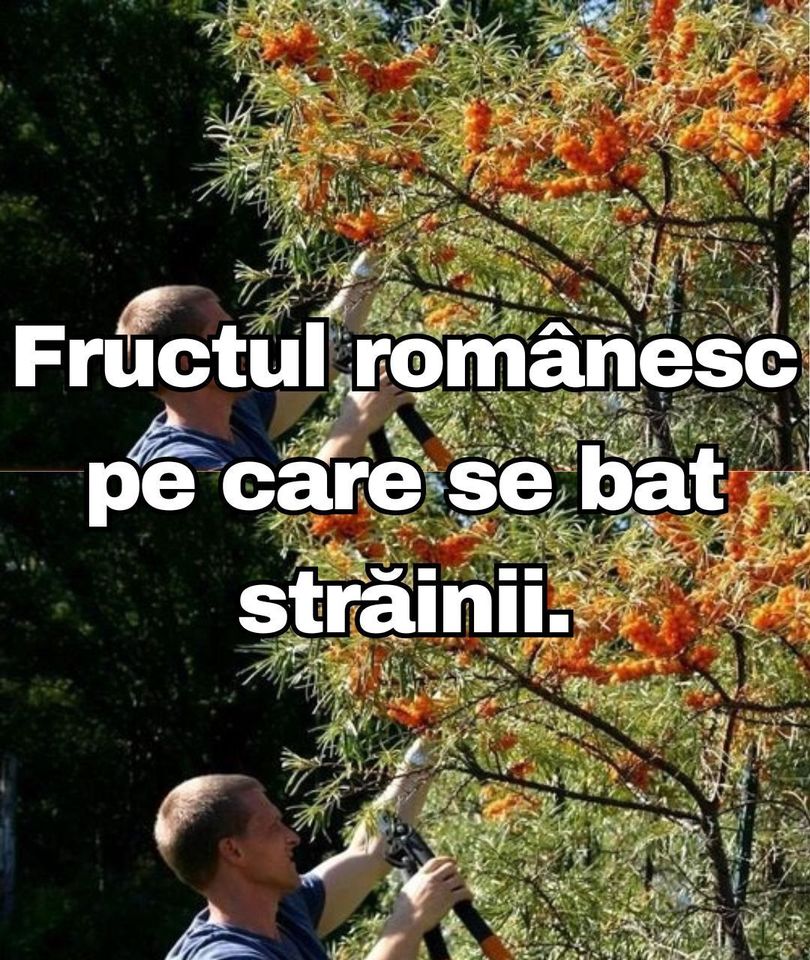 🌿 Cătina – aurul românesc după care străinii se bat! – Calatorinromania