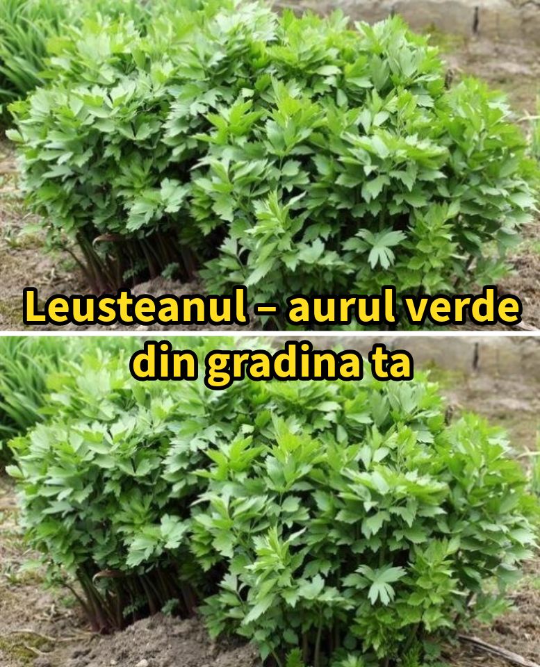 Leusteanul – aurul verde din gradina ta. Cand, cum si de ce merita ...