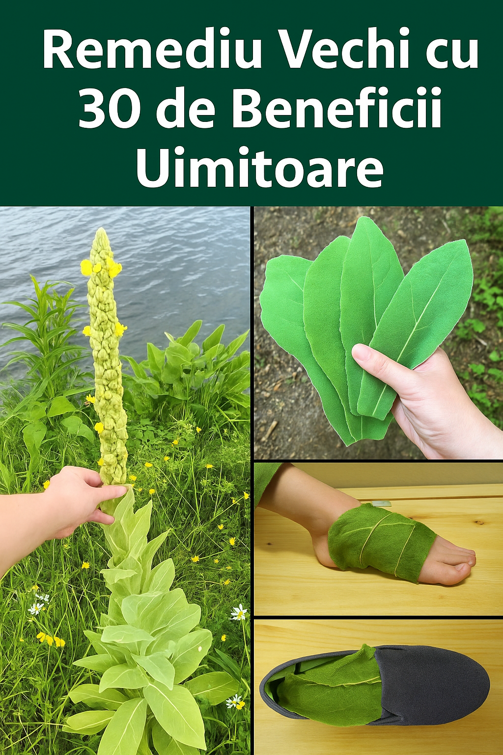 🌿 Frunza de Lumânărică în șosete? Un obicei vechi redescoperit ...